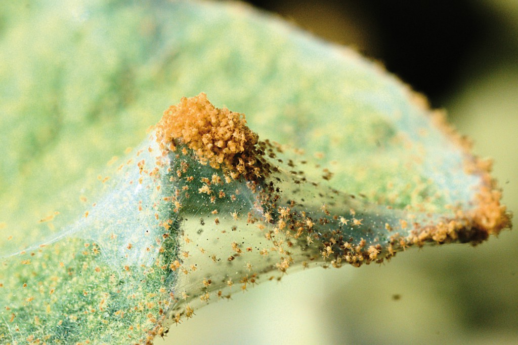 La génomique relance la lutte contre le tétranyque tisserand ...