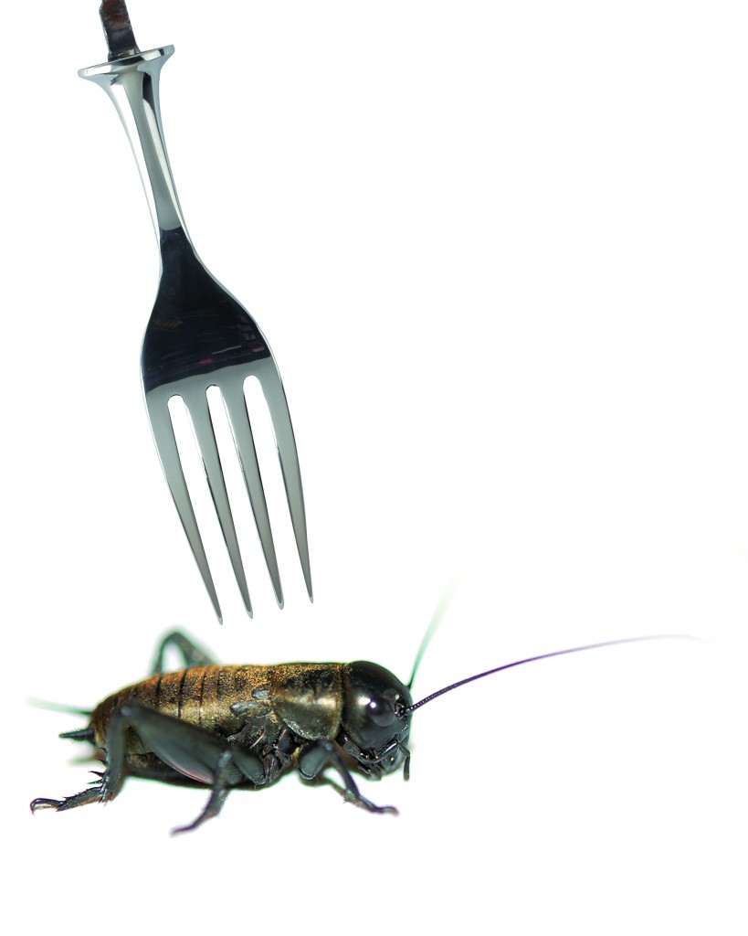 Élevage d'insectes : l'eldorado du futur ? - AGRICULTURE ET NOUVELLES ...