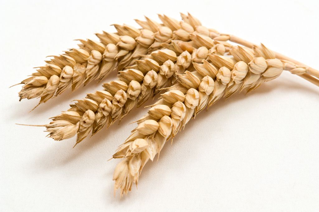 ble - AGRICULTURE ET NOUVELLES TECHNOLOGIES