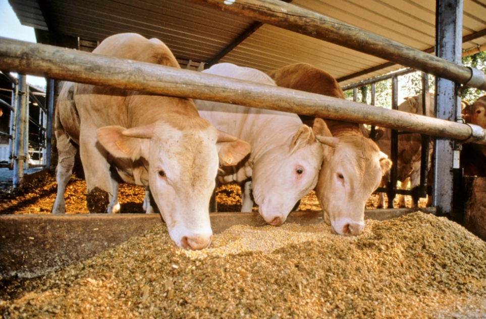 bovin - AGRICULTURE ET NOUVELLES TECHNOLOGIES