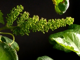 supagro - AGRICULTURE ET NOUVELLES TECHNOLOGIES