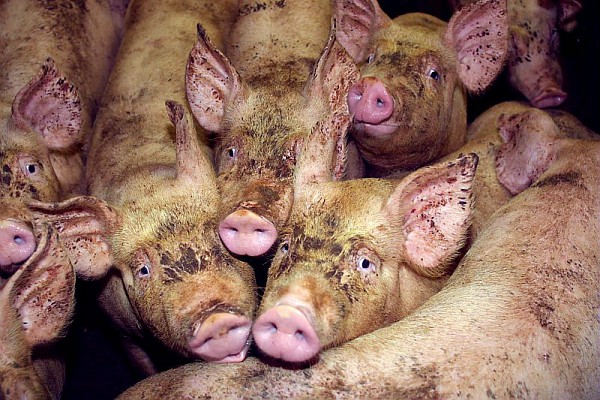 Des farines d'insectes pour l'alimentation animale ! - AGRICULTURE ET ...